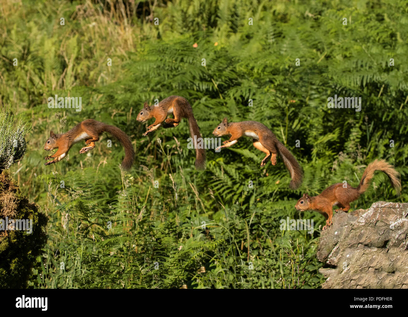 Red squirel hi-res stock photography and images - Alamy