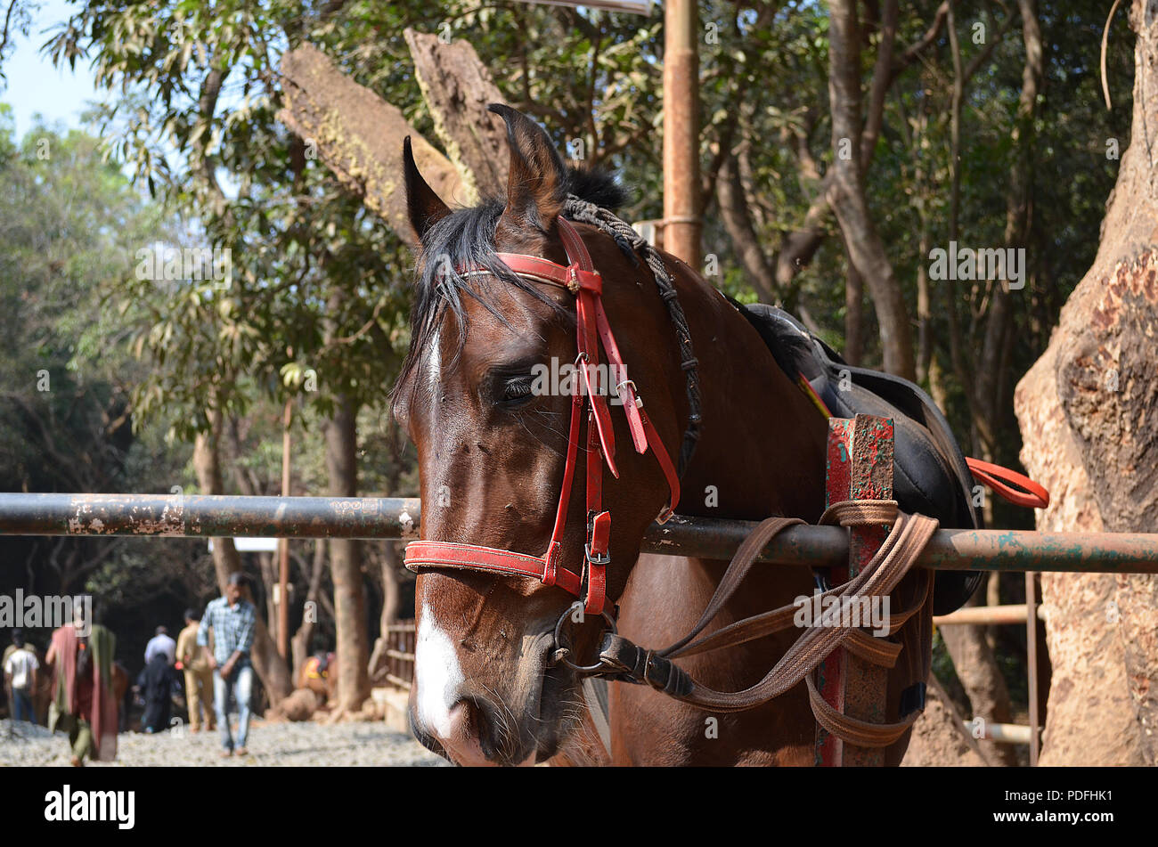 Tired horse hi-res stock photography and images - Alamy