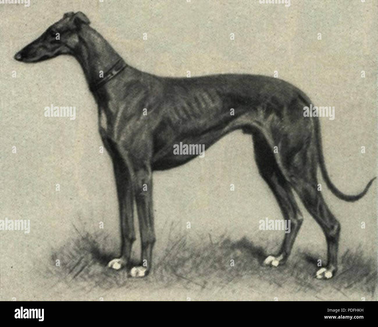 145 Greyhound Portrait Stock Photo - Alamy