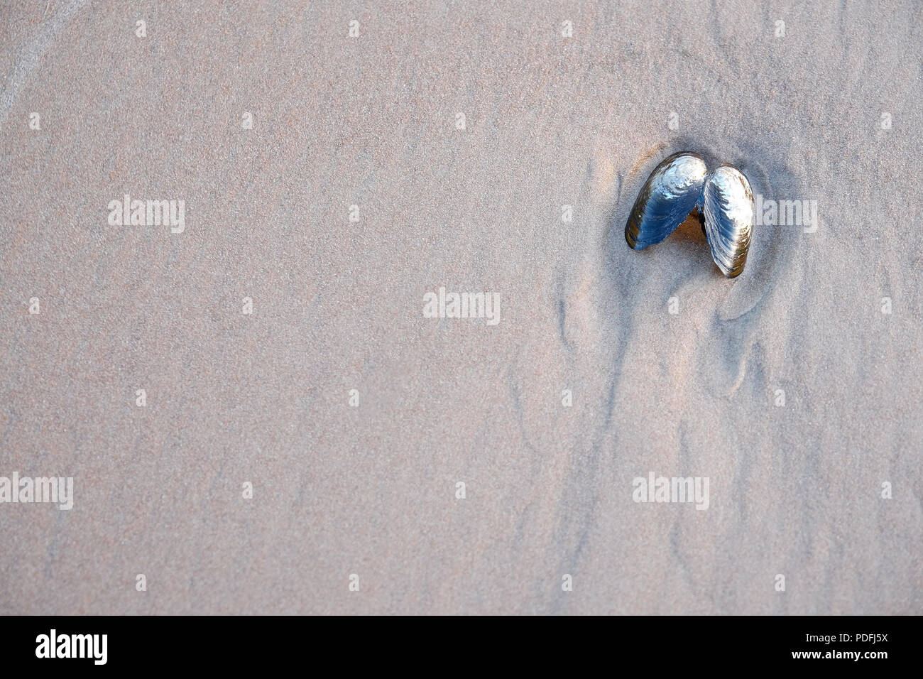 Sea shells on sand. Summer beach background. Top view Stock Photo - Alamy