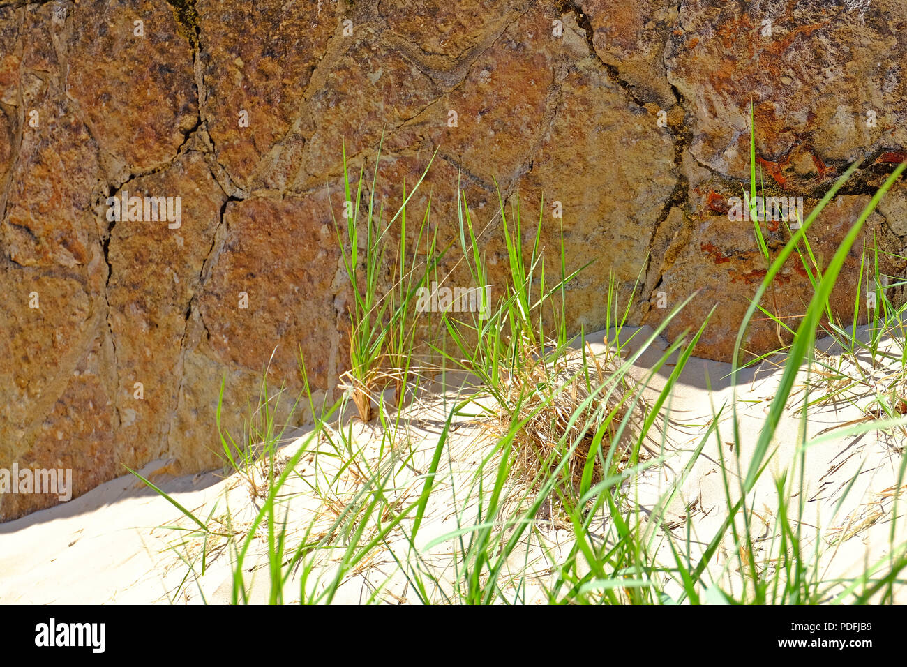 Sandy beach, pieces of dried cane, green grass at the stone wall Stock ...