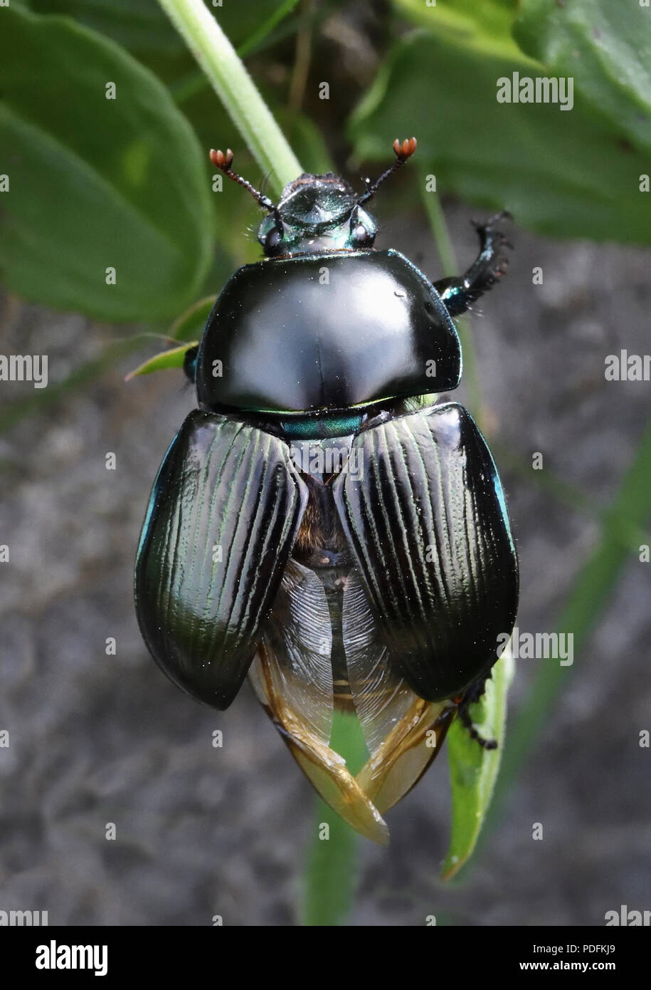 Western dung beetle hi-res stock photography and images - Alamy