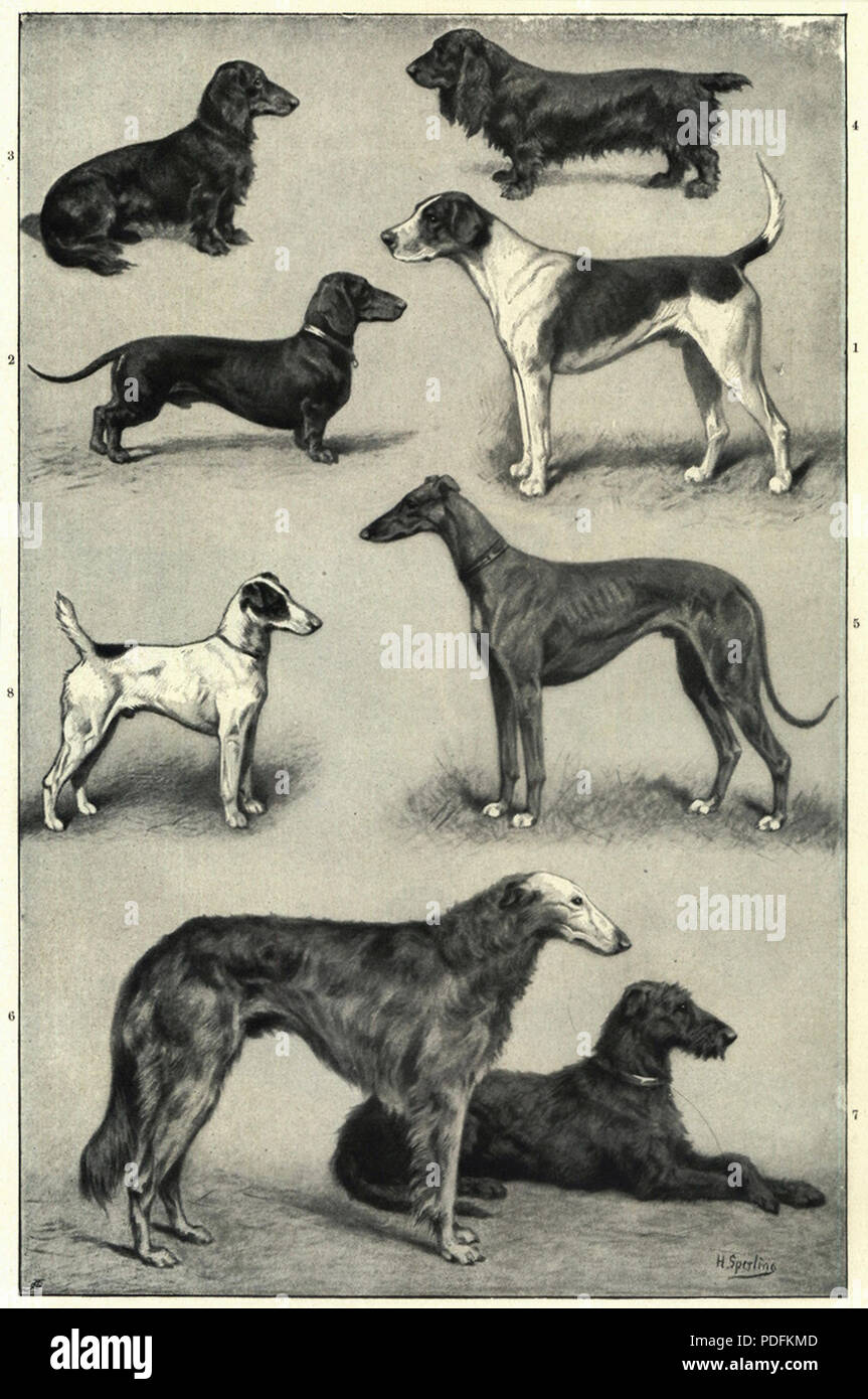 Hundraser hi-res stock photography and images - Alamy