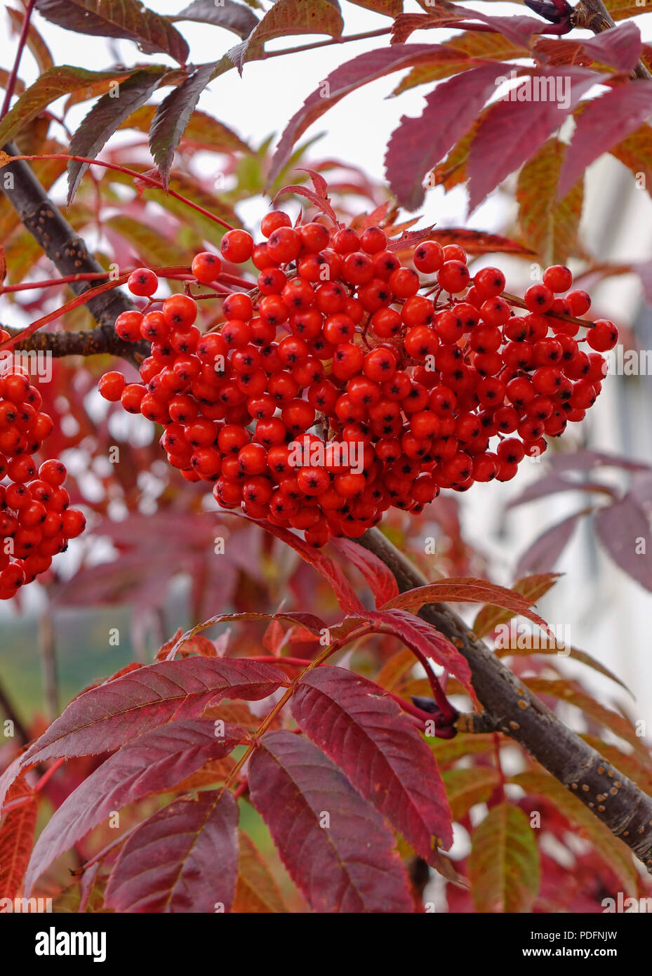 Red berry fruits on the tree at countryside in Hokkaido, Japan Stock ...