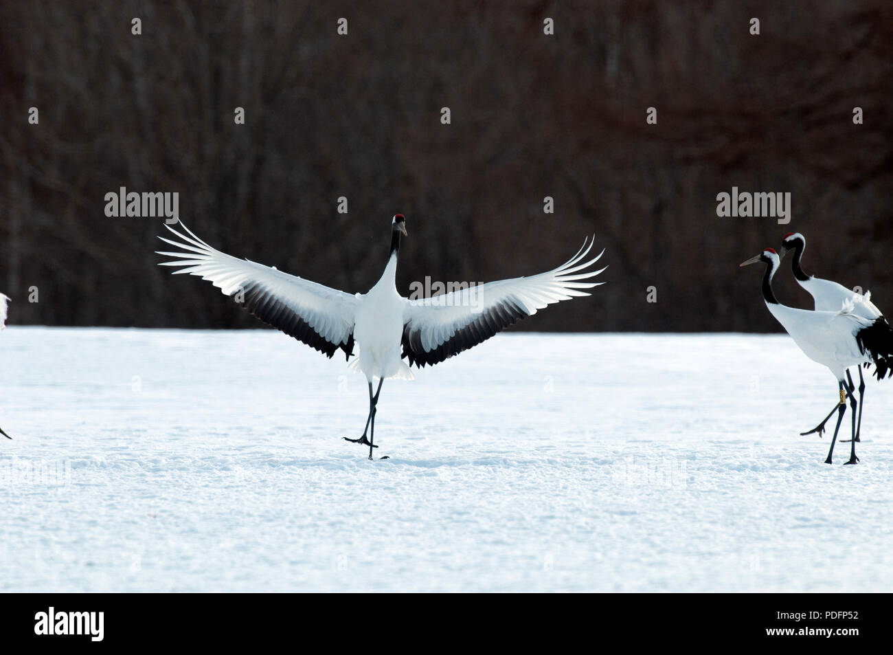 Japanese crane, Red-crowned crane (Grus japonensis) dancing, Japan ...
