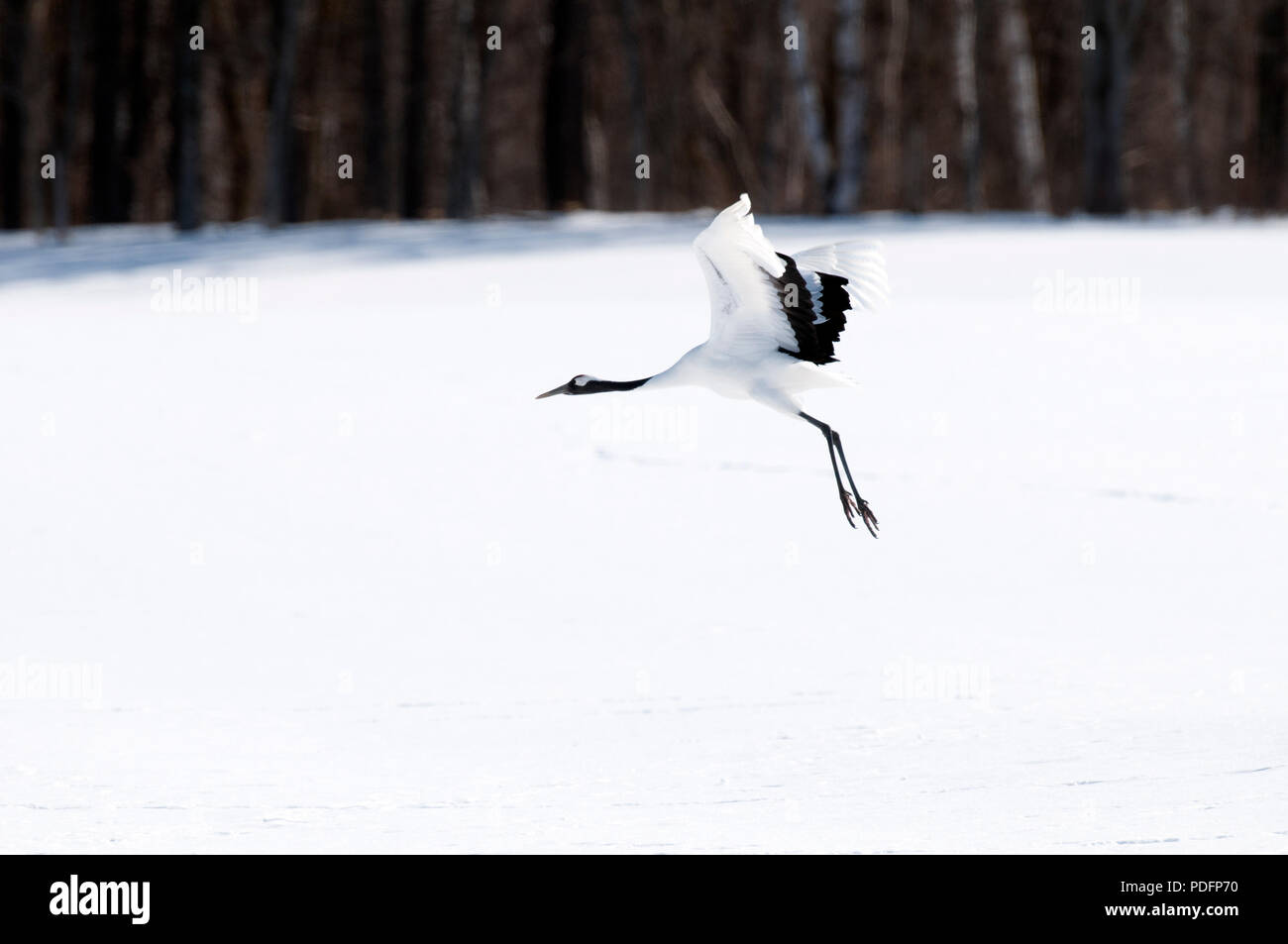 Japanese crane, Red-crowned crane (Grus japonensis) flying, Japan Stock ...