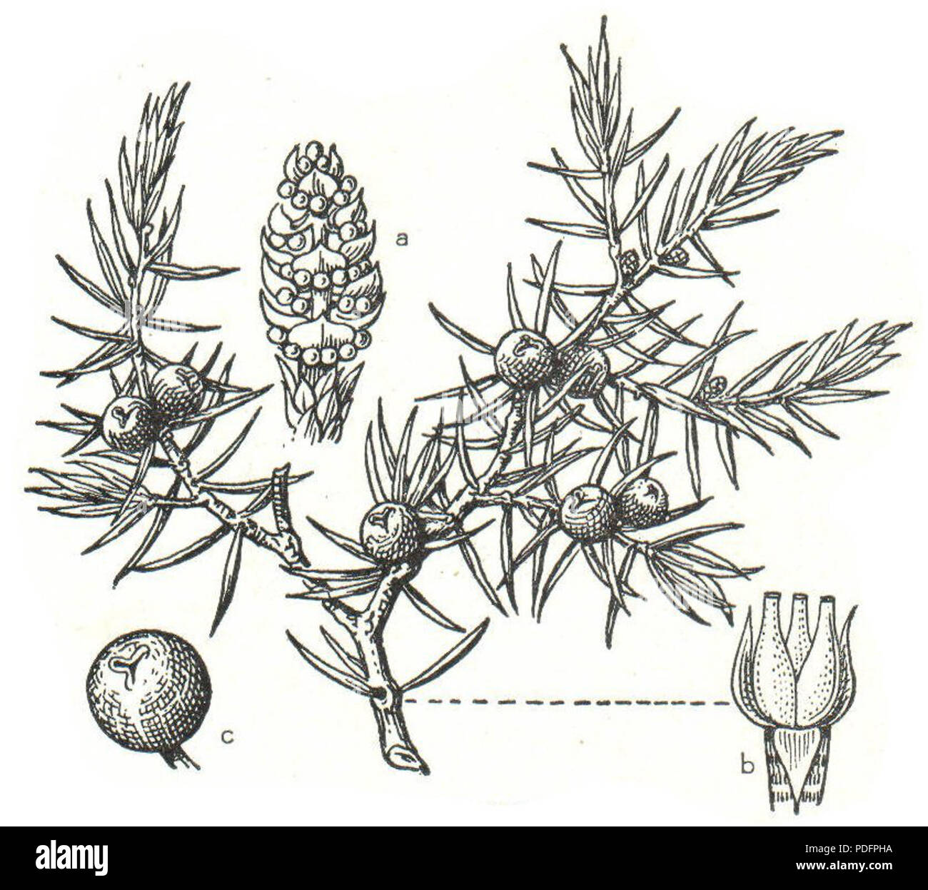Juniperus communis Cut Out Stock Images & Pictures - Alamy