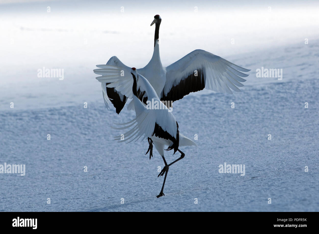 Japanese crane, Red-crowned crane (Grus japonensis) couple dancing ...