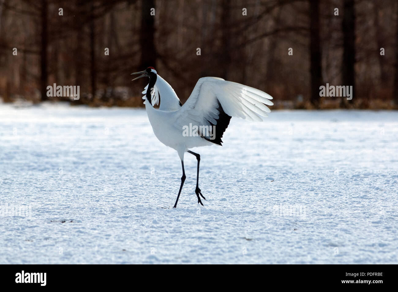 Japanese crane, Red-crowned crane (Grus japonensis) dancing, Japan ...