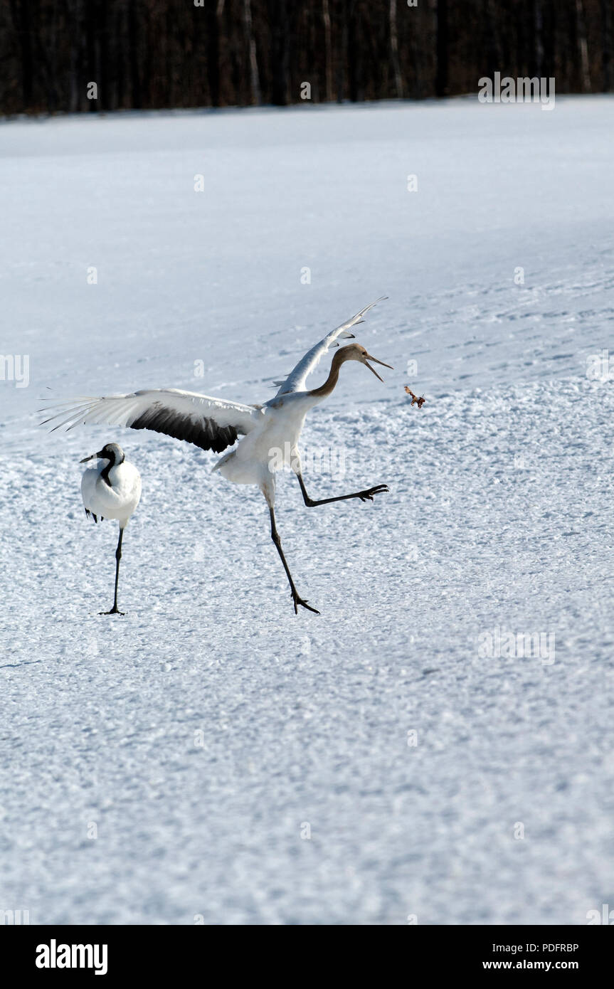 Japanese crane, Red-crowned crane (Grus japonensis) young dancing and ...