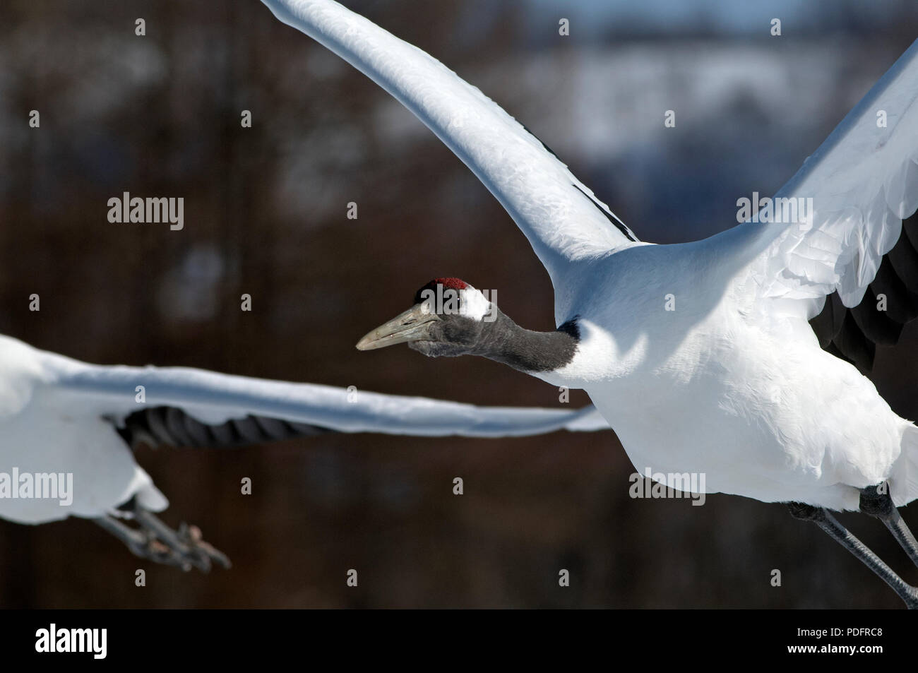 Japanese crane, Red-crowned crane (Grus japonensis) flying, Japan Stock ...