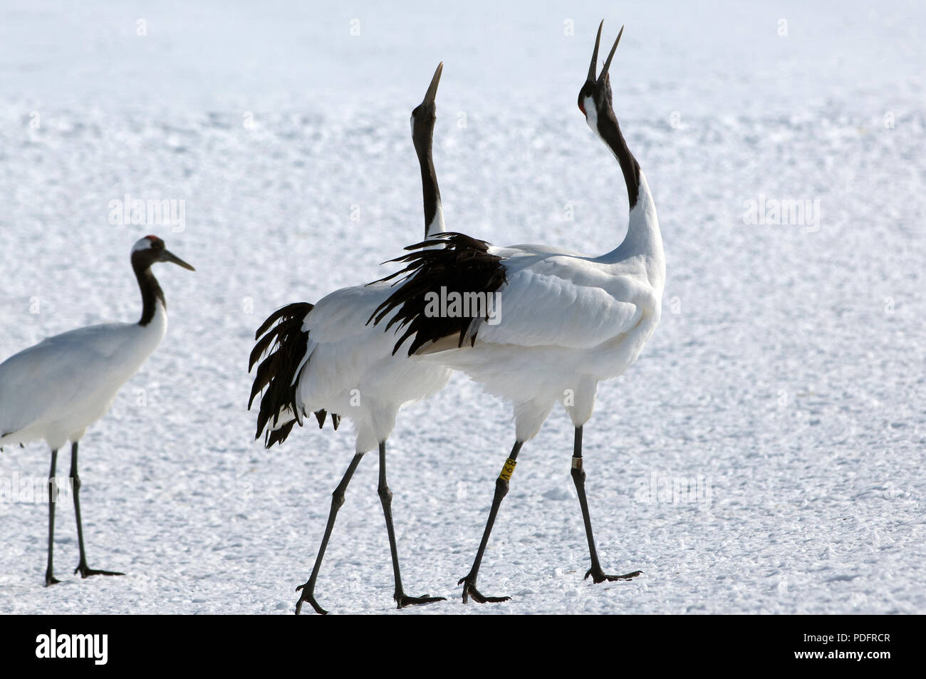 Japanese crane, Red-crowned crane (Grus japonensis) couple, Japan Stock ...