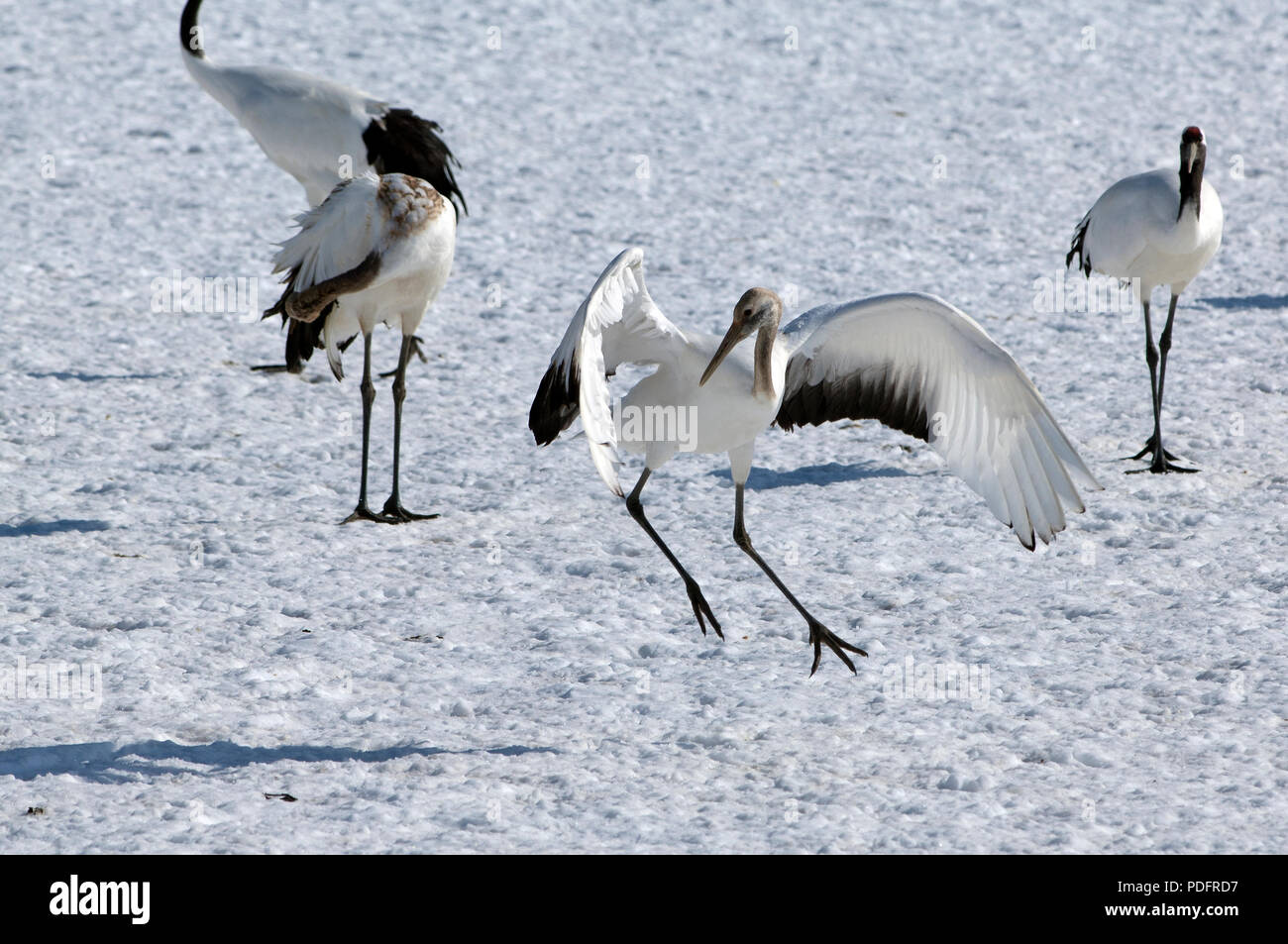 Japanese crane, Red-crowned crane (Grus japonensis) young dancing ...