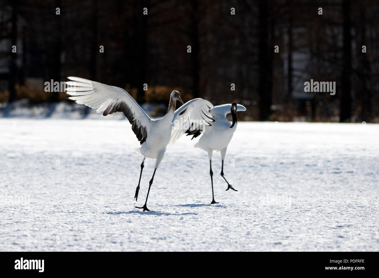 Japanese crane, Red-crowned crane (Grus japonensis) young running ...