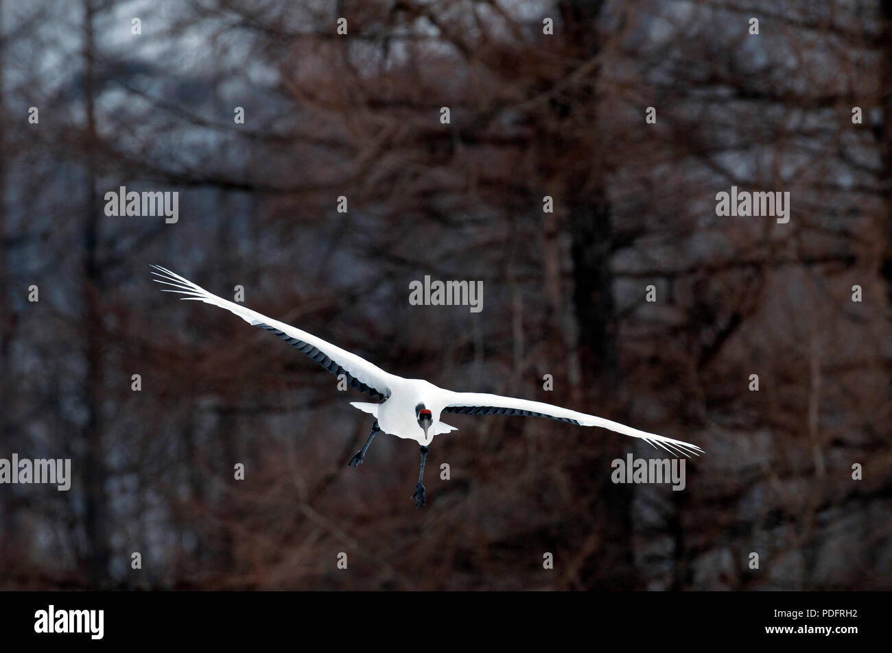 Japanese crane, Red-crowned crane (Grus japonensis) flying, Japan Stock ...