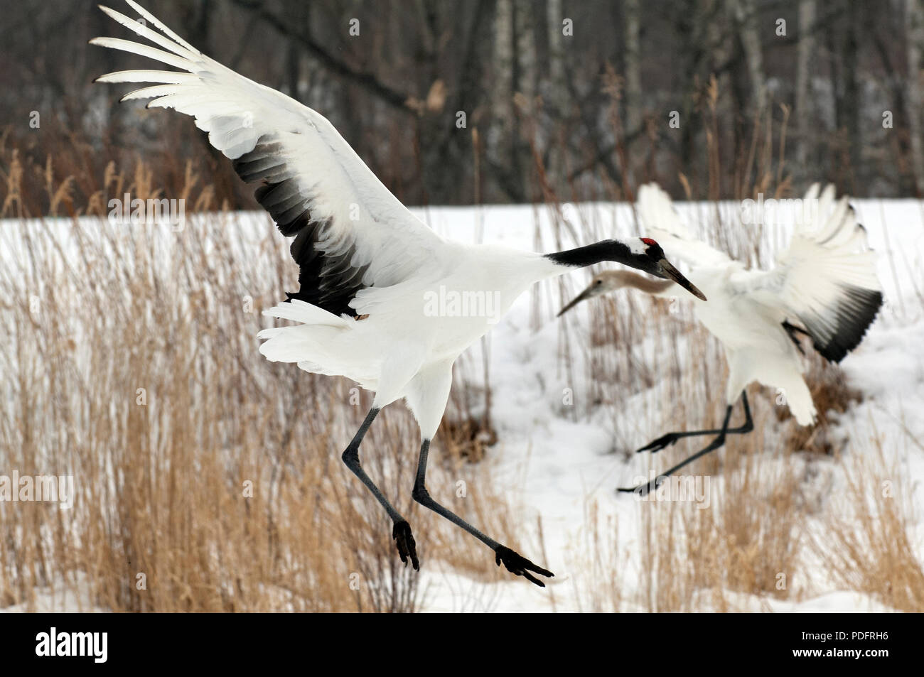 Japanese crane, Red-crowned crane (Grus japonensis) landing, Japan ...