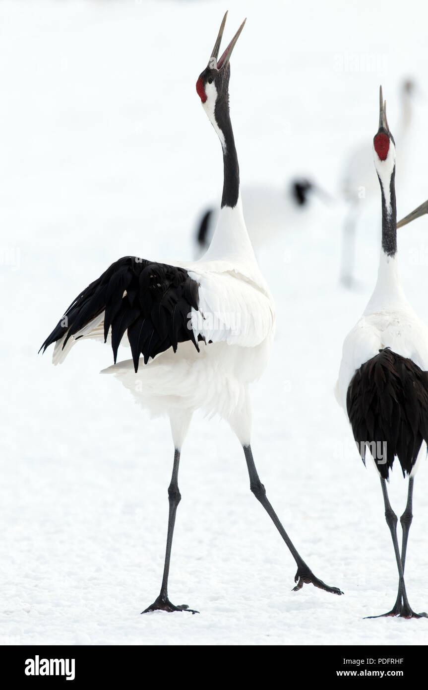 Japanese crane, Red-crowned crane (Grus japonensis) singing, Japan ...