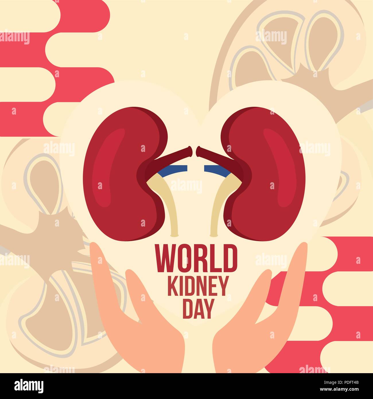 National kidney cancer hi-res stock photography and images - Alamy