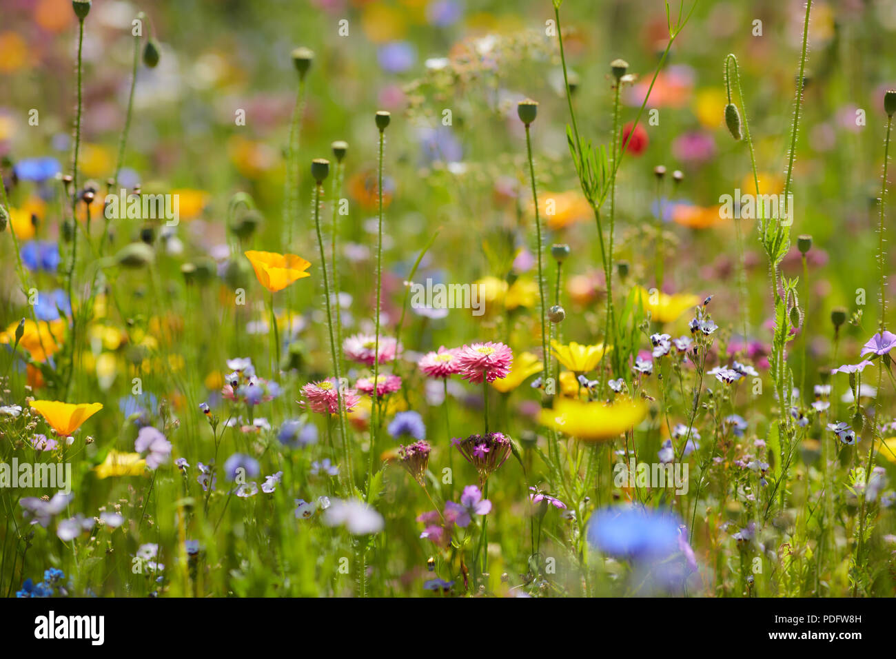 Flowers many colours hi-res stock photography and images - Alamy