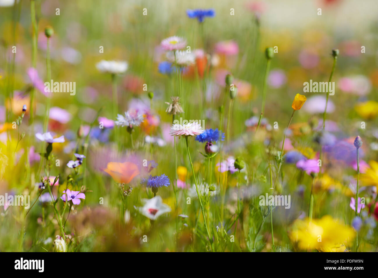 Variety of wild flowers hi-res stock photography and images - Alamy