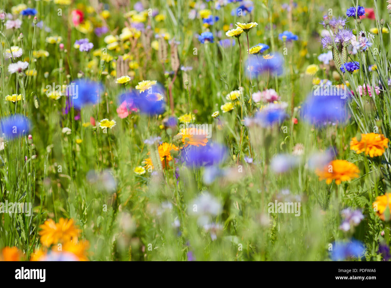 Flowers many colours hi-res stock photography and images - Alamy