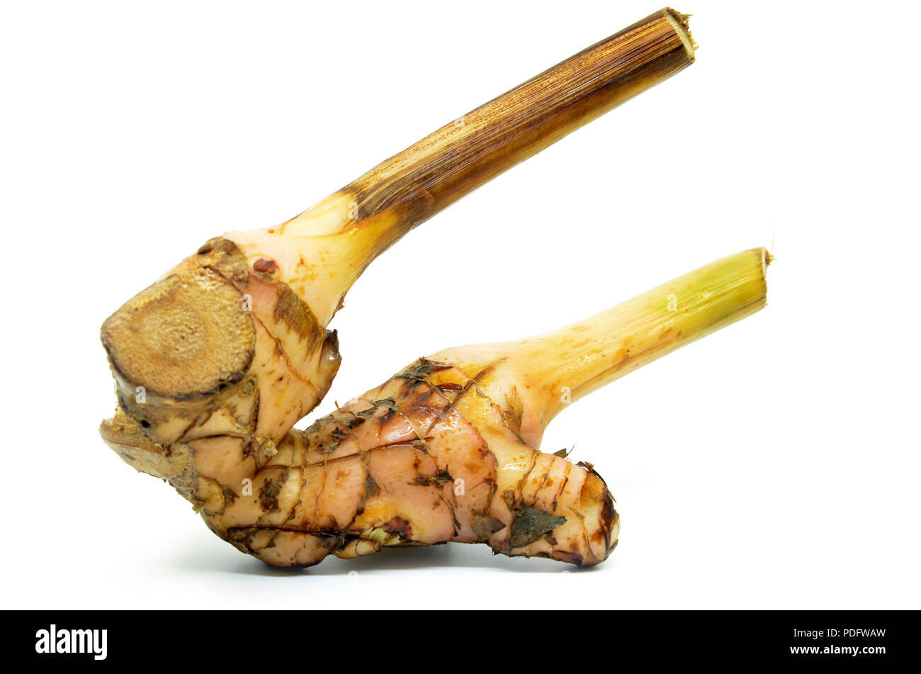 Fresh galangal root isolated on white background Stock Photo - Alamy