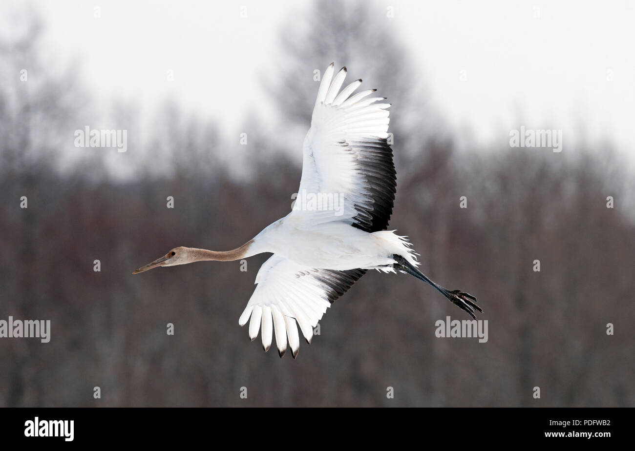 Japanese crane, Red-crowned crane (Grus japonensis) young flying, Japan ...