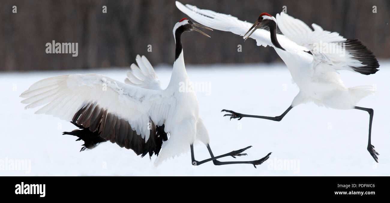 Japanese crane, Red-crowned crane (Grus japonensis) Fighting, Japan ...