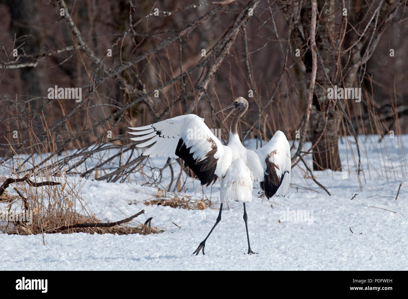 Japanese crane, Red-crowned crane (Grus japonensis) young dancing ...