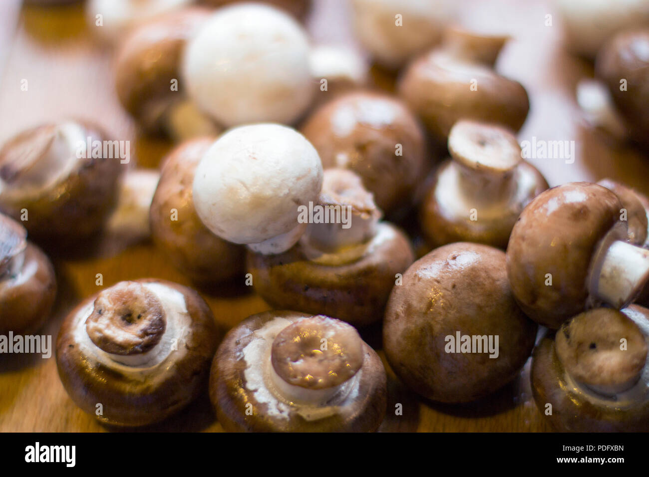 Agaricus Bisporus High Resolution Stock Photography and Images - Alamy