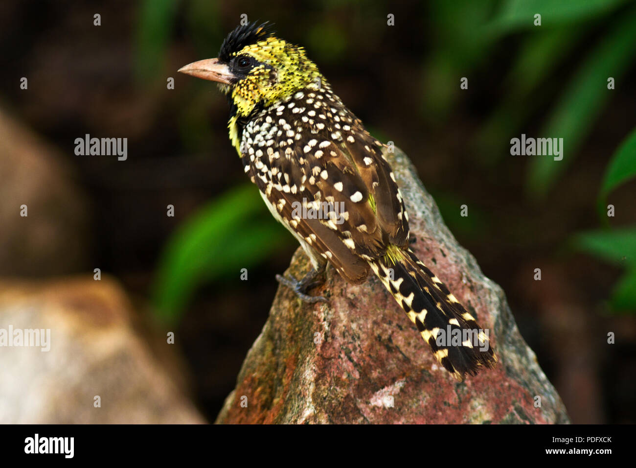 The colourful and confident d'Arnaud's Barbet is a common bird of the ...