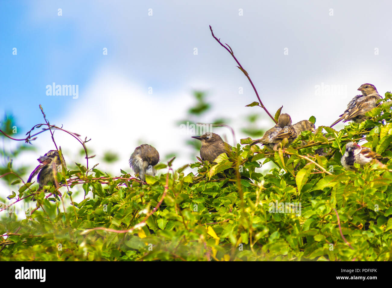 Common garden birds, sparrows and starling sitting on the green bush ...
