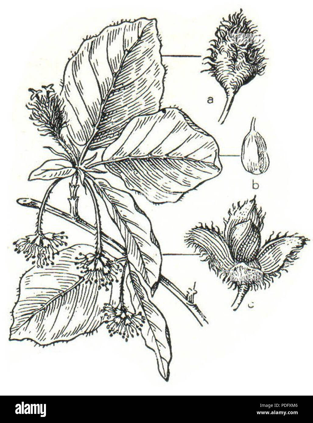 Fagus species hi-res stock photography and images - Alamy