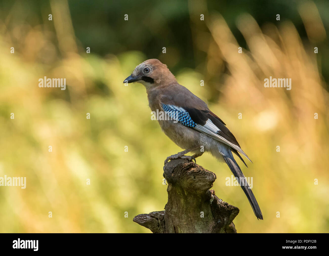 Jay bird hi-res stock photography and images - Alamy