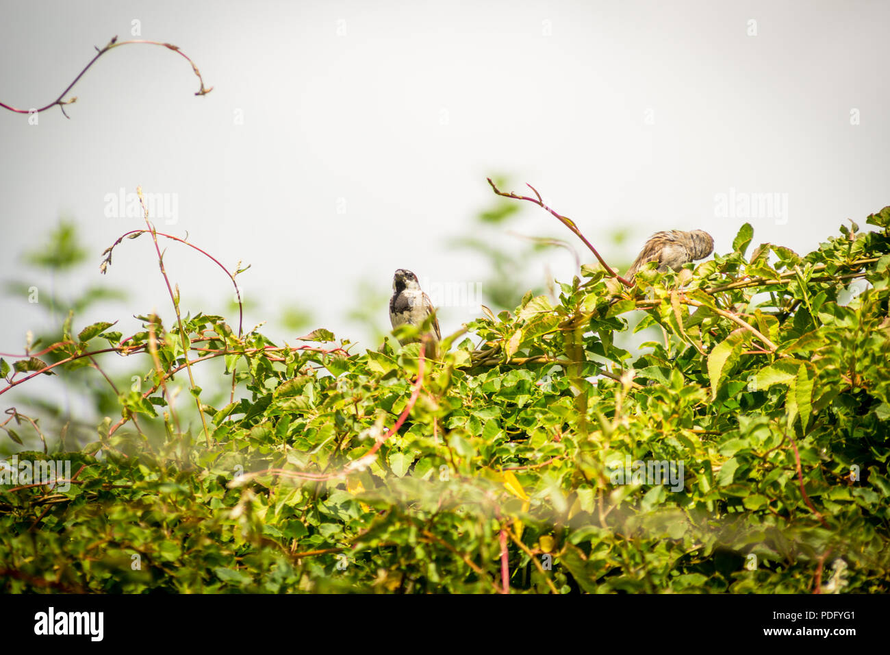 Common British birds in the garden, sparrows and starlings Stock Photo ...