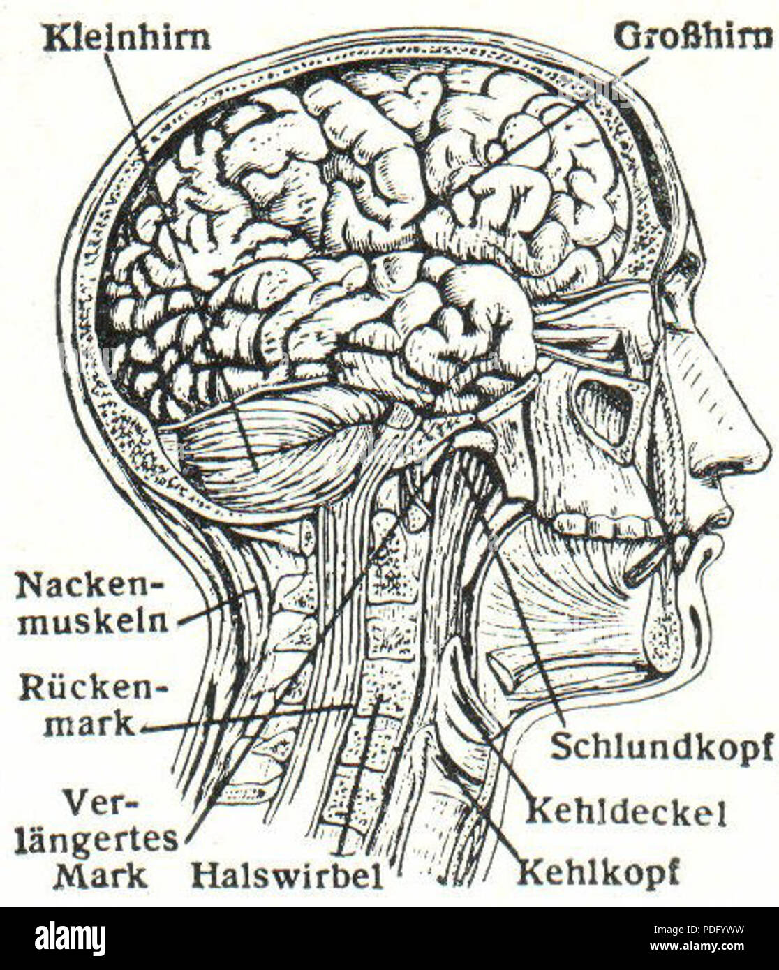 Gehirn gehirn hi-res stock photography and images - Alamy