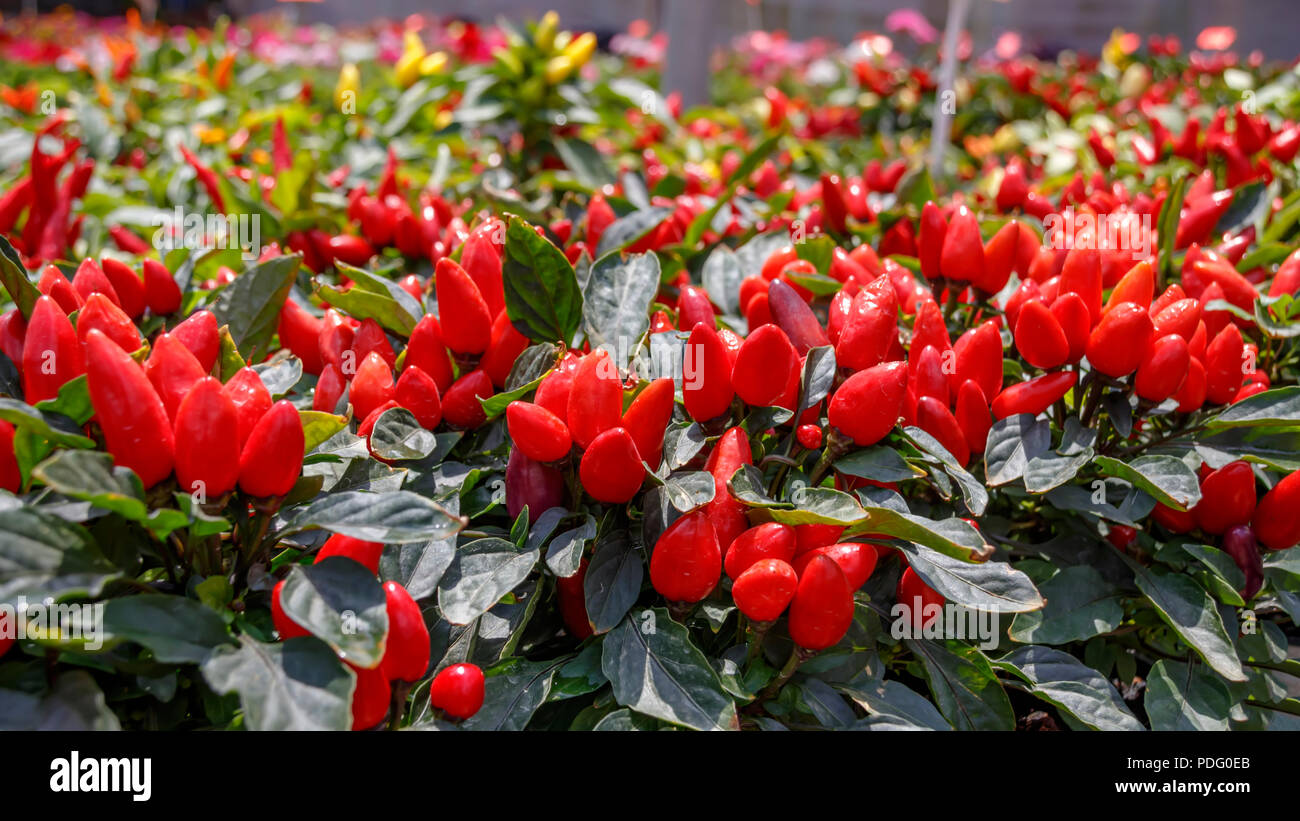 Birds eye chili hi-res stock photography and images - Alamy