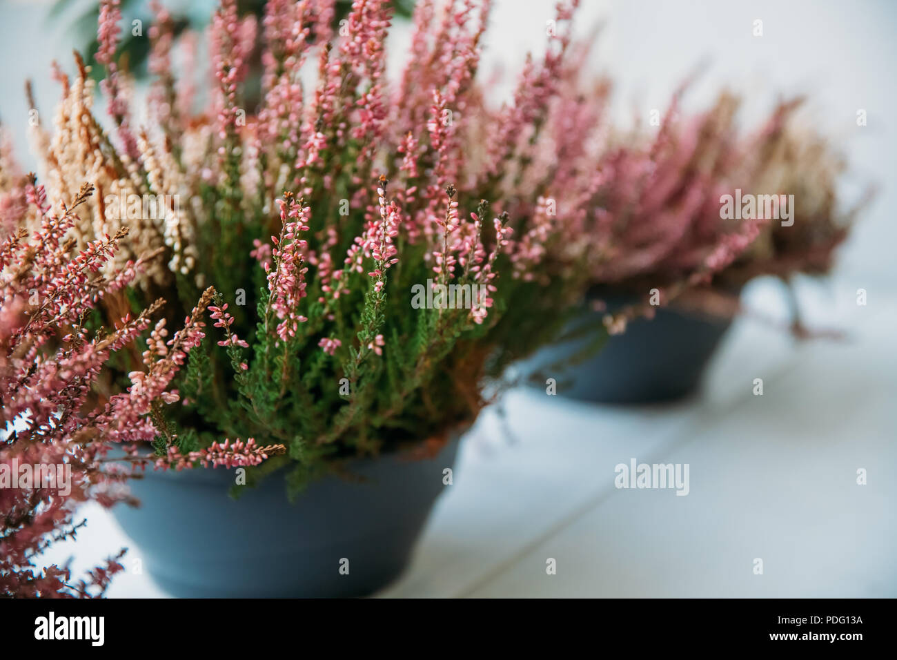 Bush Of Calluna Plant With Pink Flowers In Pot In Window-sill Stock ...