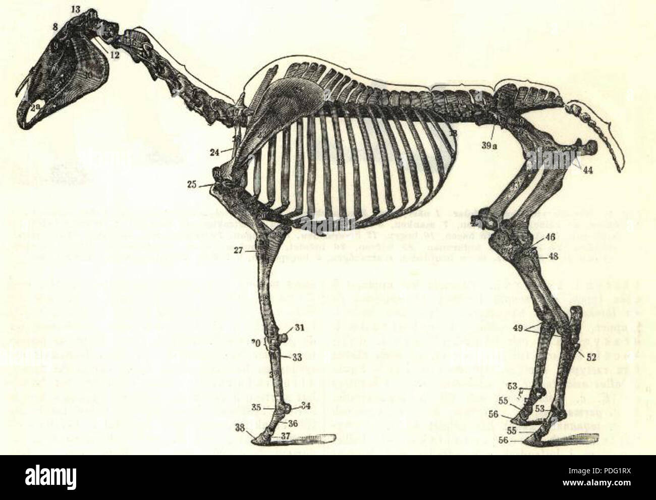 Prehistoric animal bones hi-res stock photography and images - Alamy