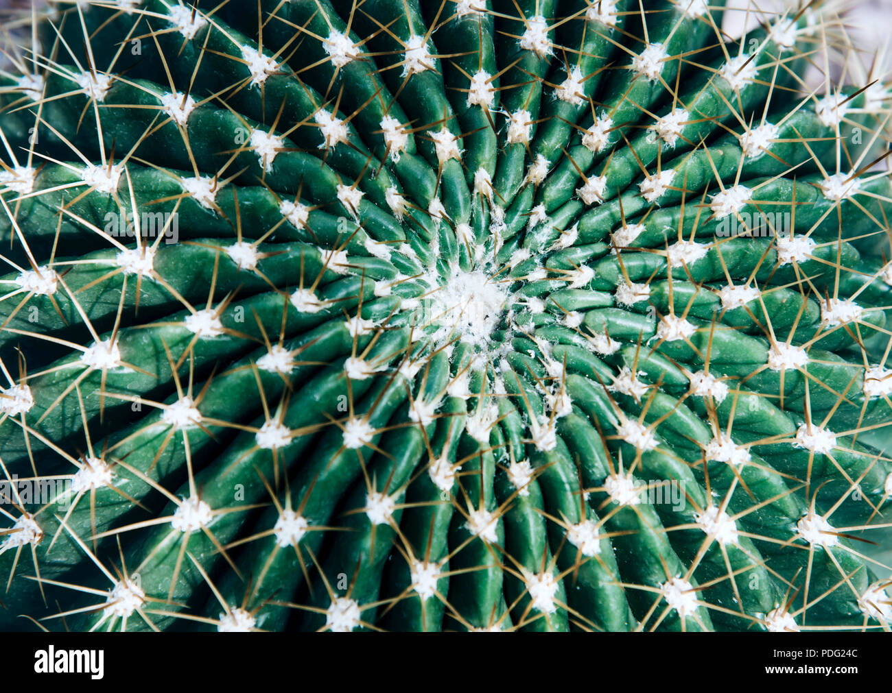Closeup of beautiful small cactus Stock Photo - Alamy