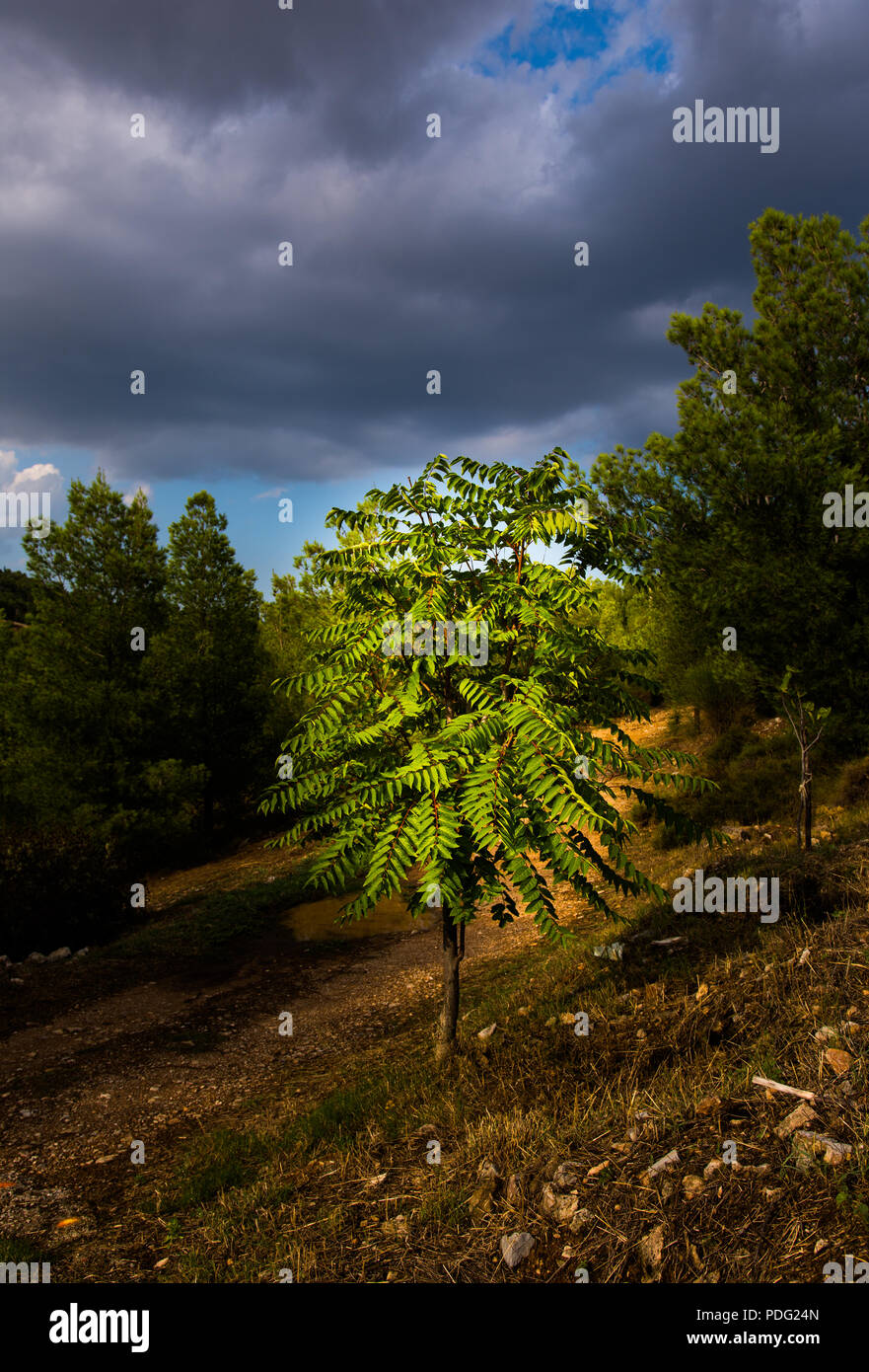 Naturally dramatic hi-res stock photography and images - Alamy