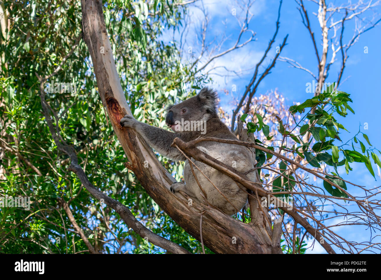 A wild Koala in a eucalyptus tree taken at Apollo bay on the Great ...