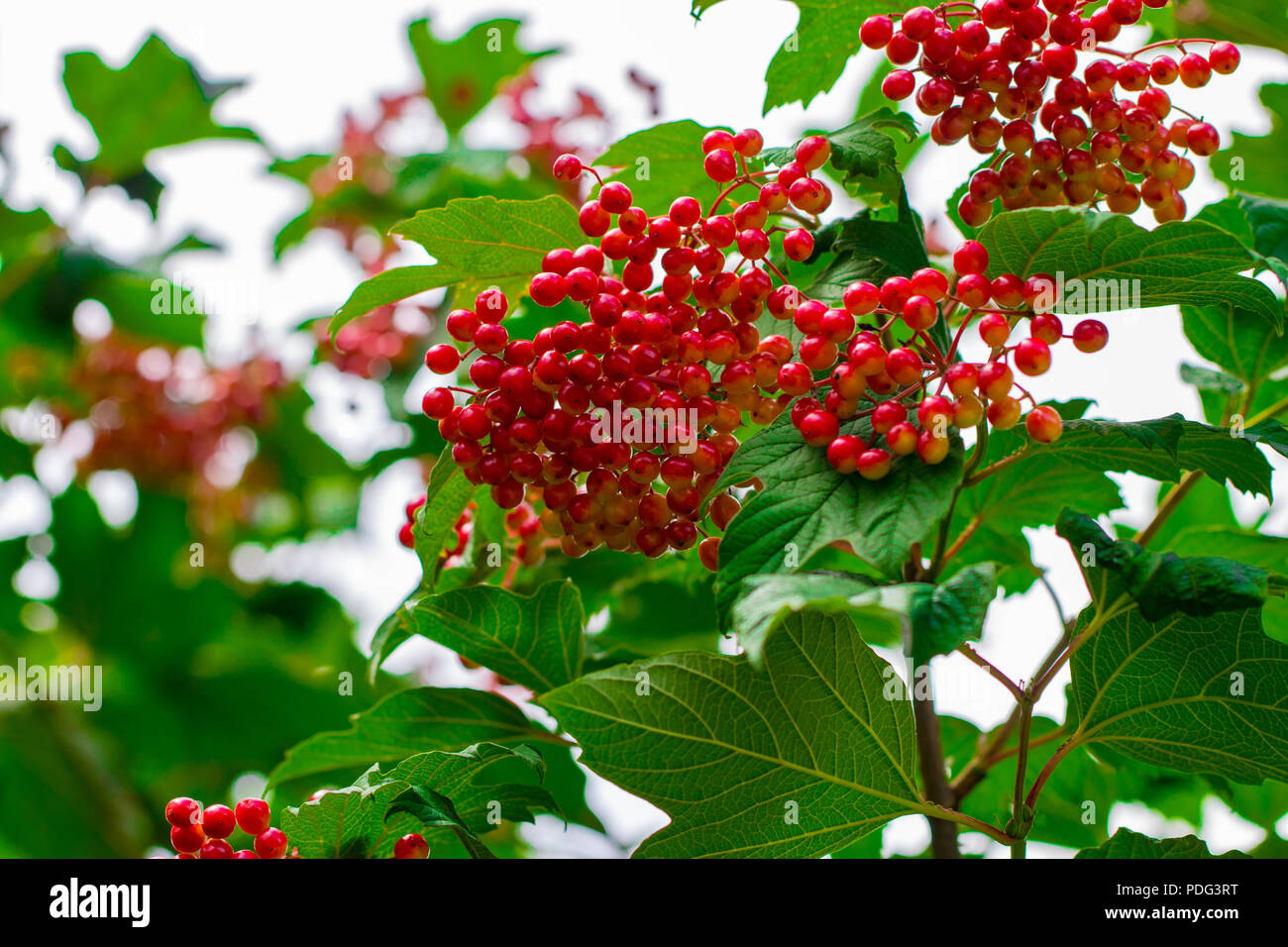 Red viburnum (viburnum opulus) closeup in the garden Stock Photo - Alamy