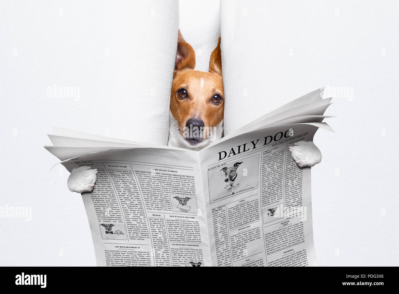 cool funny jack russell dog reading a newspaper magazine Stock Photo ...