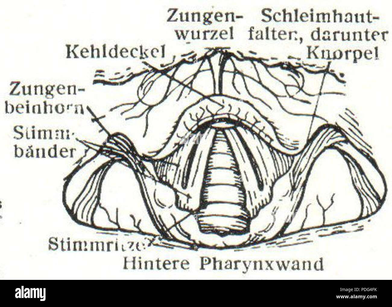 Kehlkopf hi-res stock photography and images - Alamy