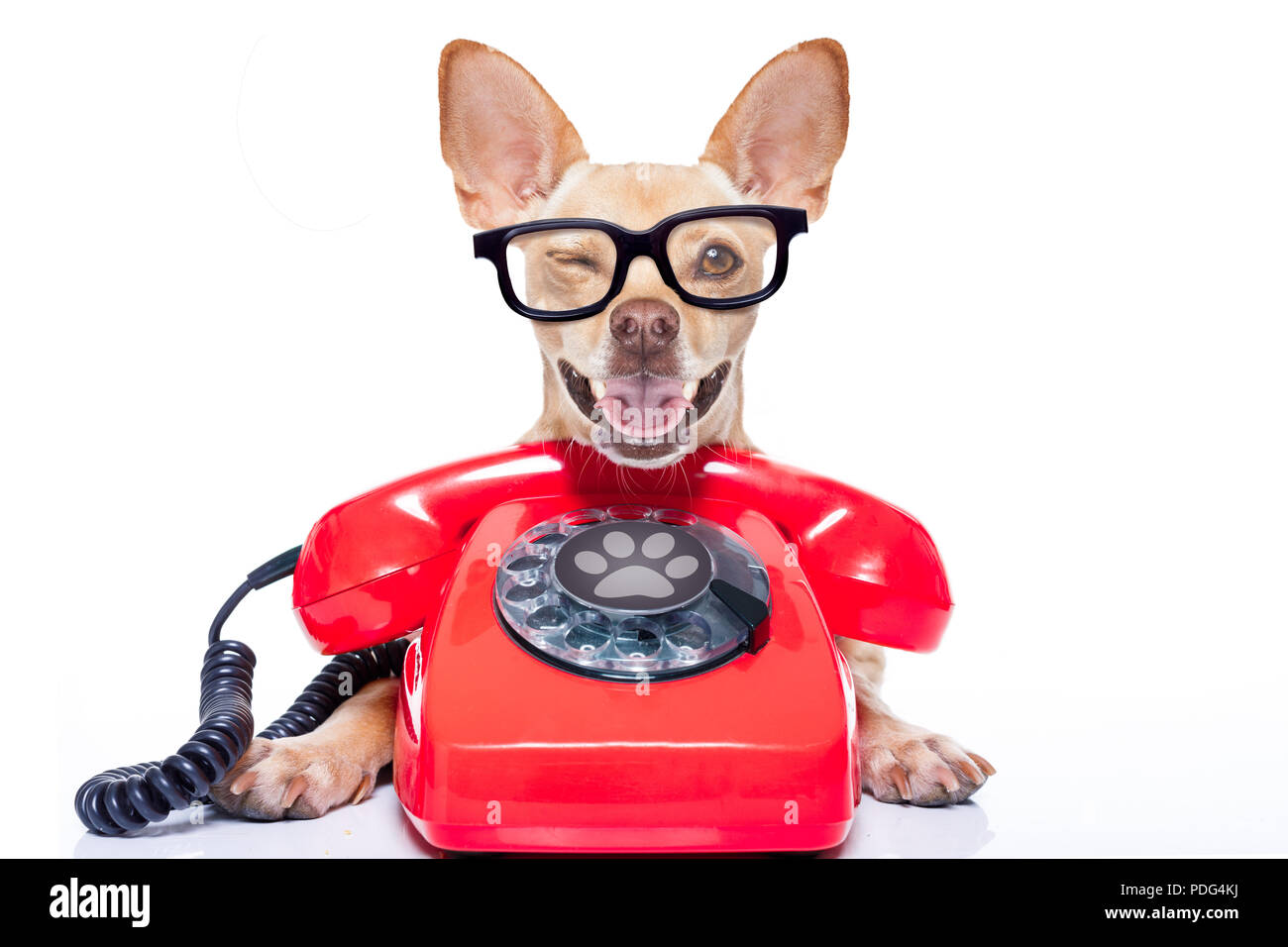 chihuahua dog with glasses as secretary or operator with red old dial ...