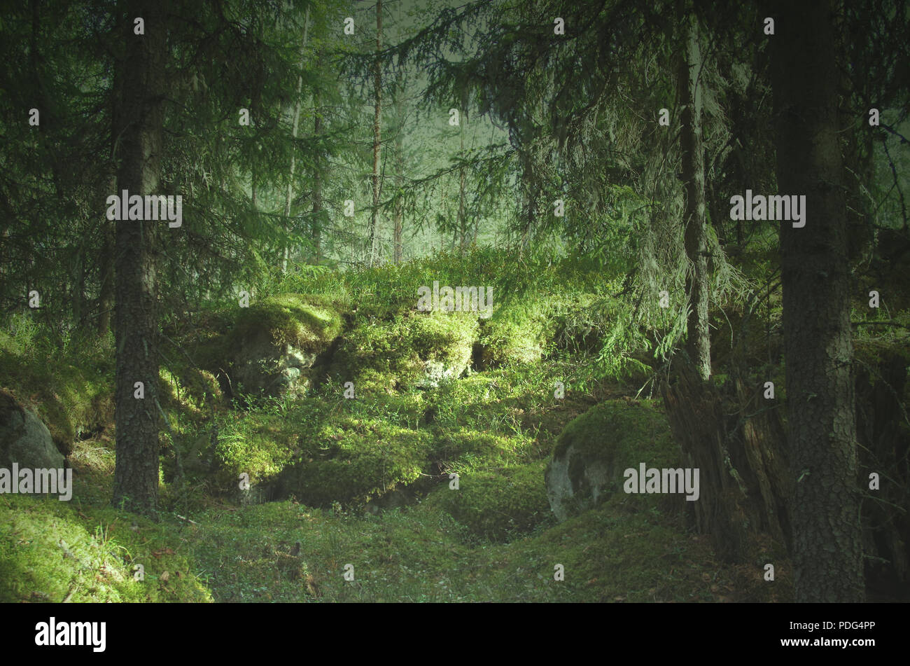 A mystical and dark forest in Dalarna in Sweden Stock Photo - Alamy