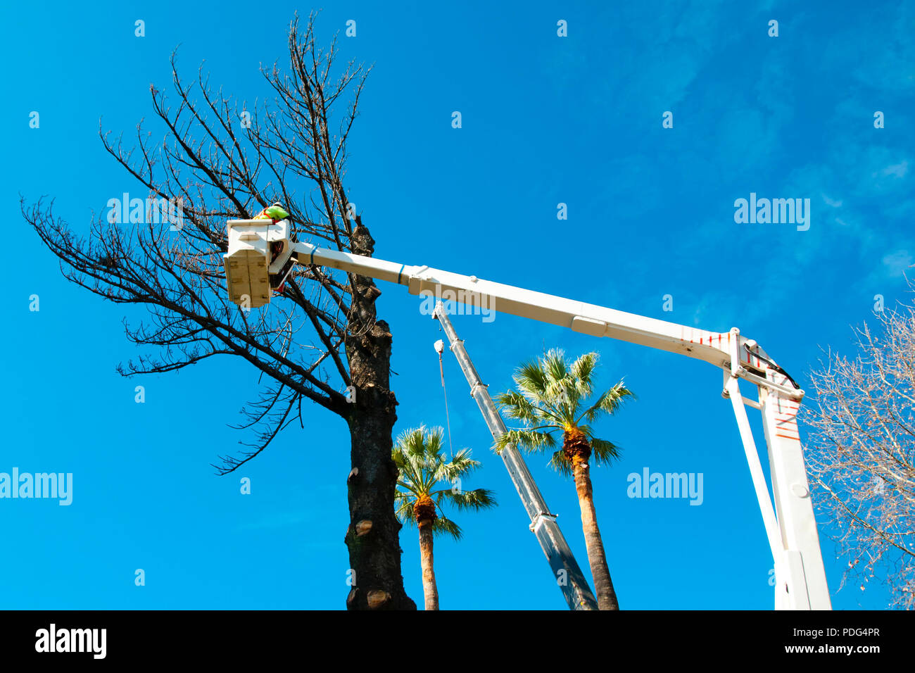 Tree Felling in Bucket Lift Stock Photo - Alamy
