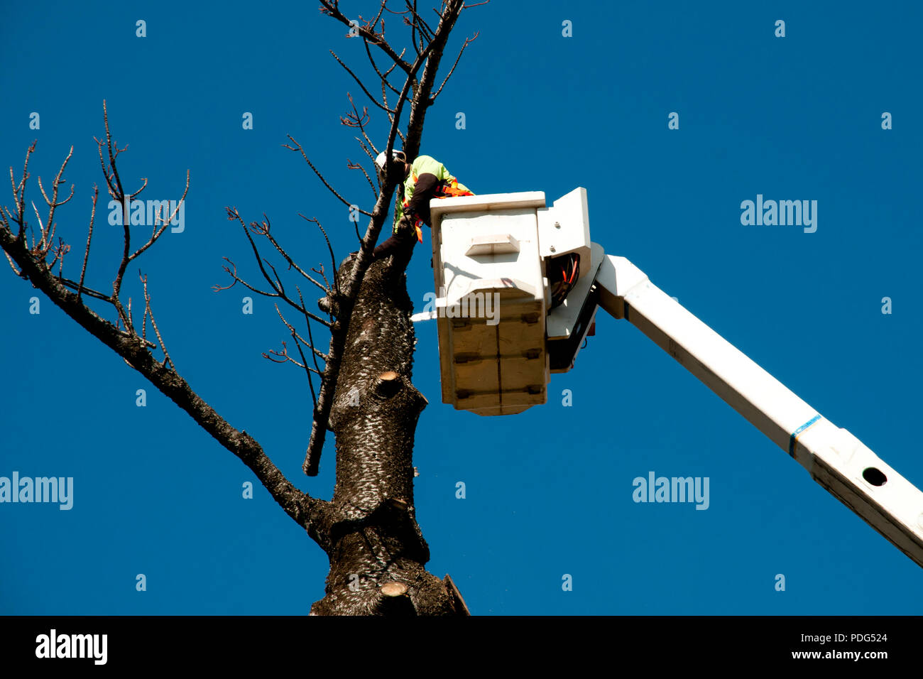Tree Felling in Bucket Lift Stock Photo - Alamy