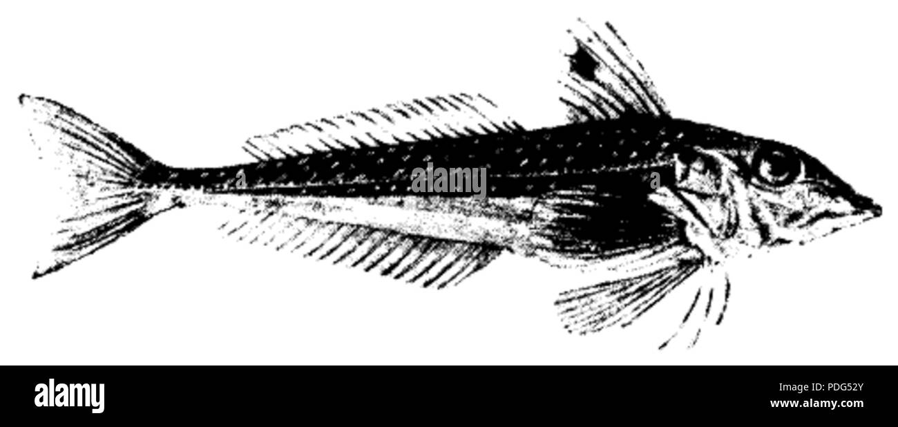 182 Knorrhane, Nordisk familjebok Stock Photo - Alamy